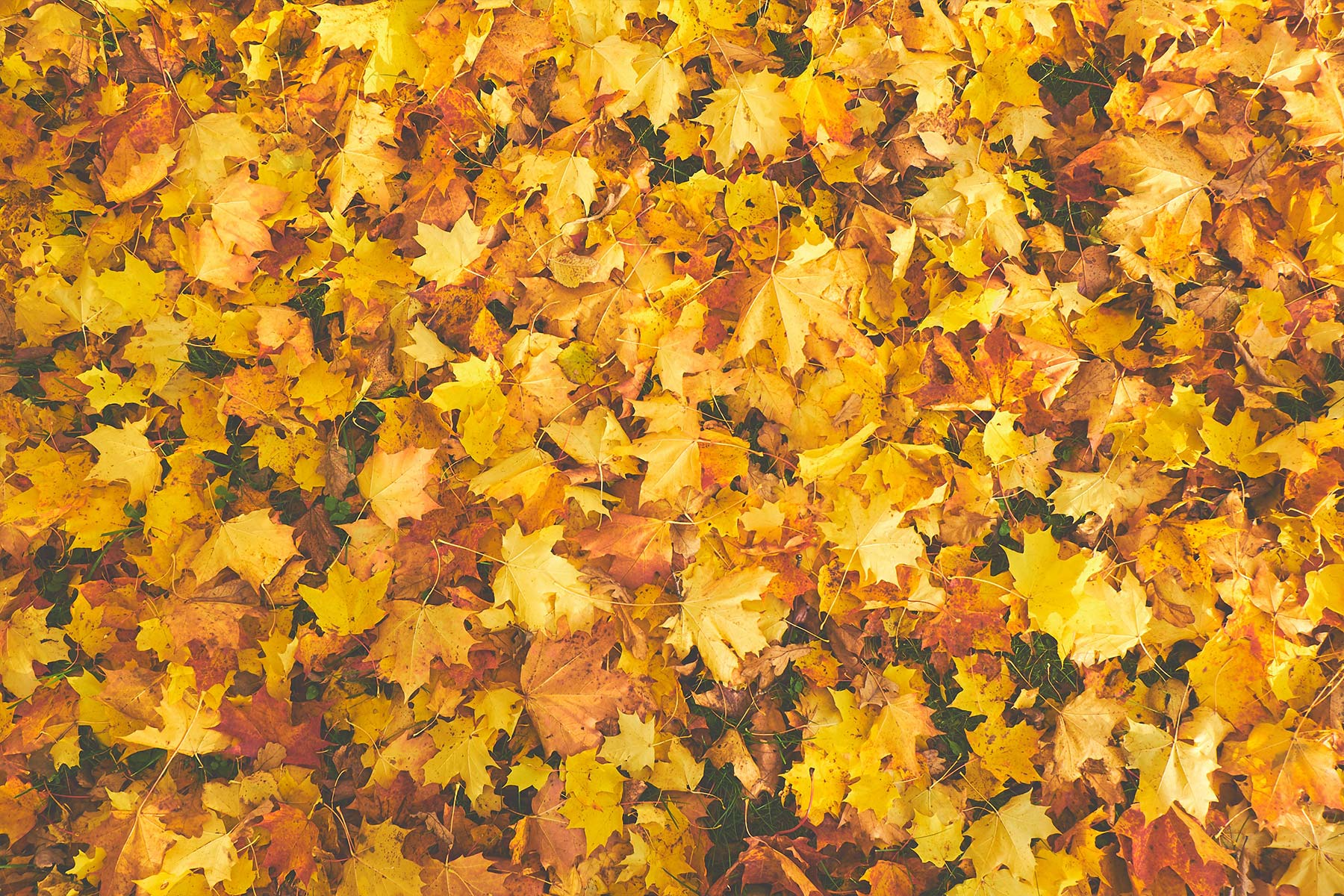 Men's Autumn Style Guide – Peper Harow